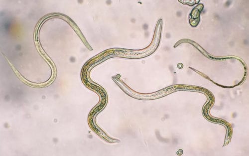 Why Tortoises Get Worms: Prevention & Cure - Tortoise Expert
