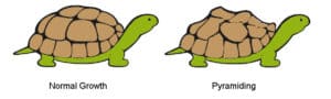 Tortoise Shell Pyramiding: Knowing the Signs - Tortoise Expert