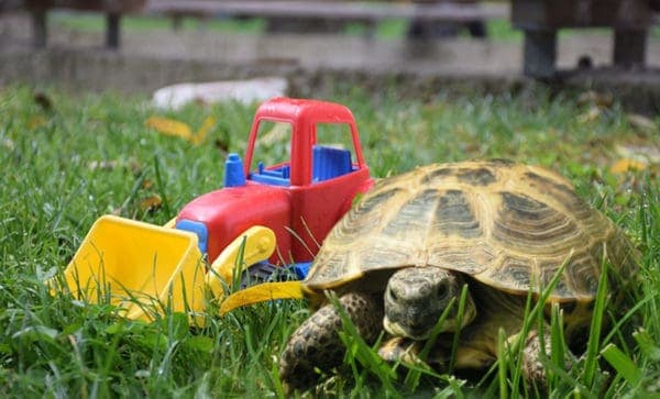 Tortoises & Children - Safety and Disease Concerns - Tortoise Expert