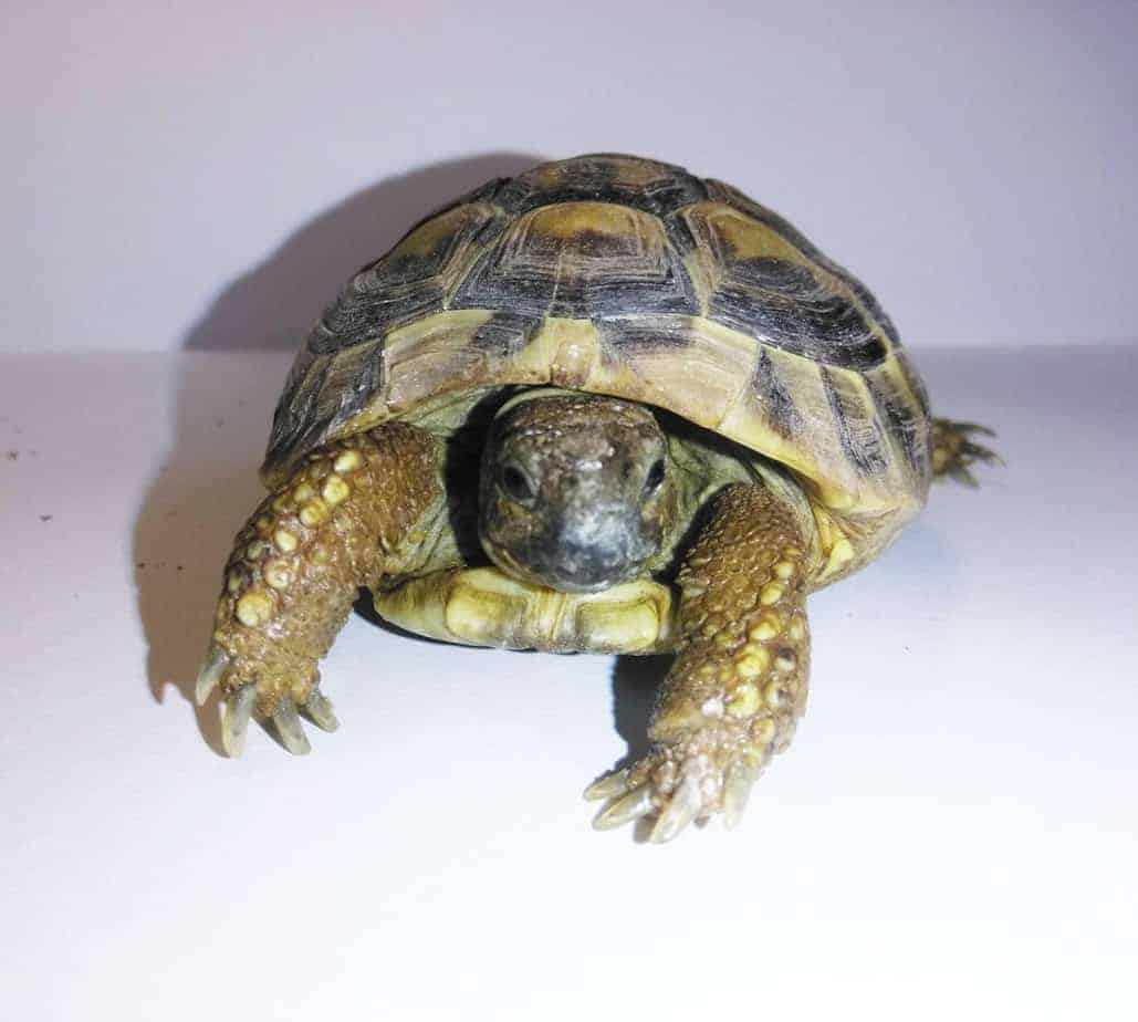 Caring For Your Hermann's Tortoise: A Complete Guide - Tortoise Expert