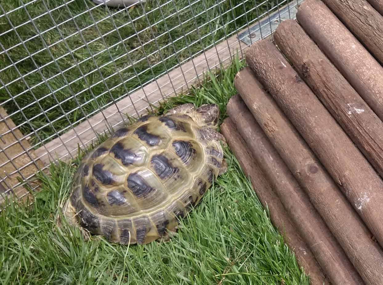 Can Tortoises Climb Fences? - Tortoise Expert