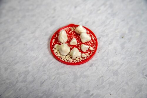 Why Tortoises Get Bladder Stones and How to Prevent and Treat Them ...