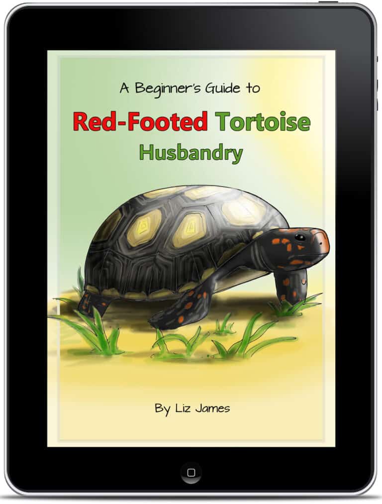 What Foods a Tortoise Can and Cannot Eat - Tortoise Expert